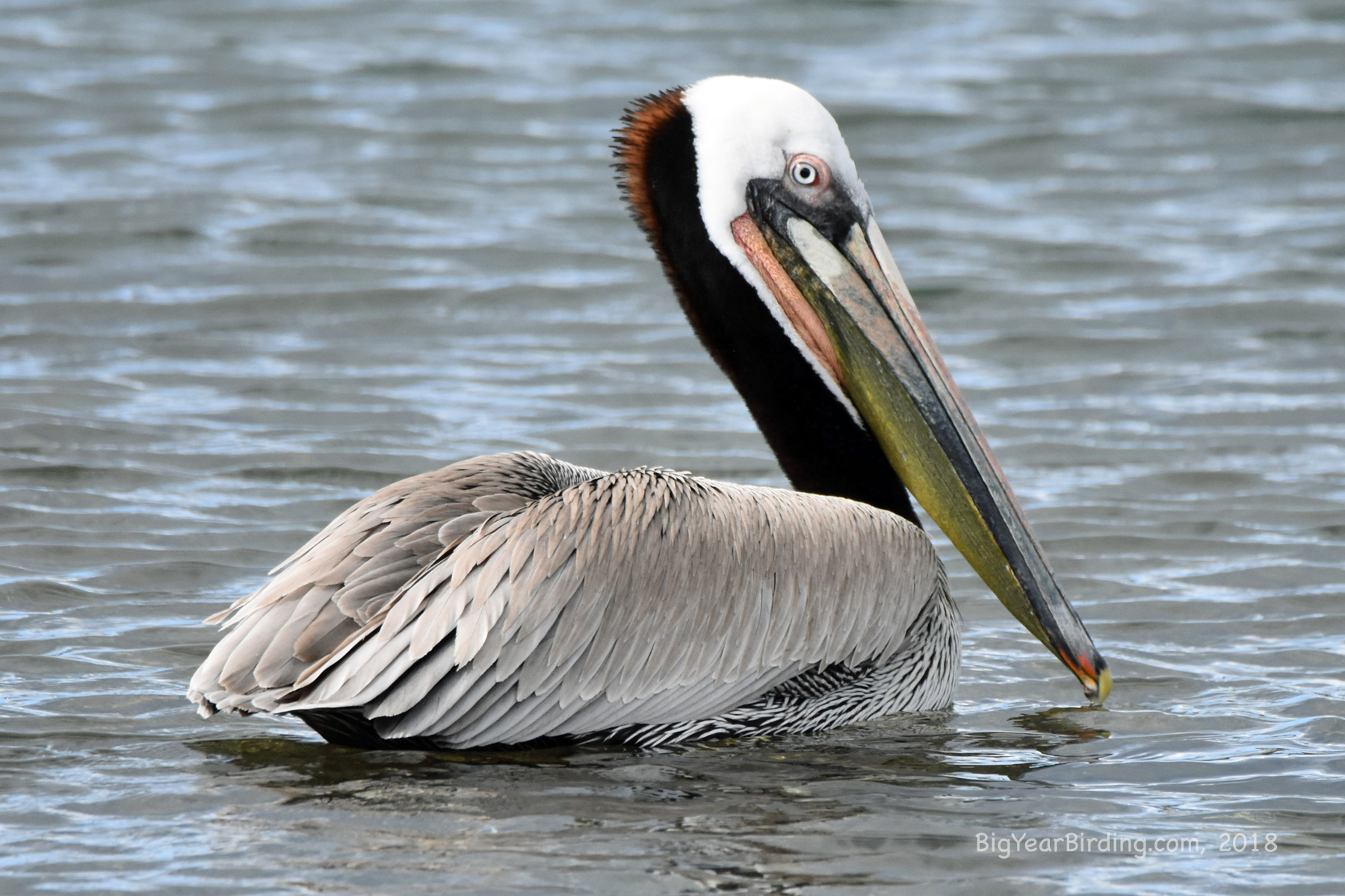 Brown Pelican - Big Year Birding