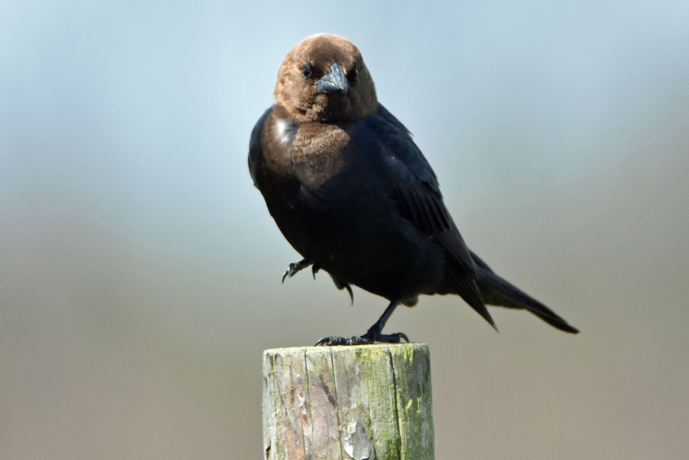 Brown-headed Cowbird - Big Year Birding