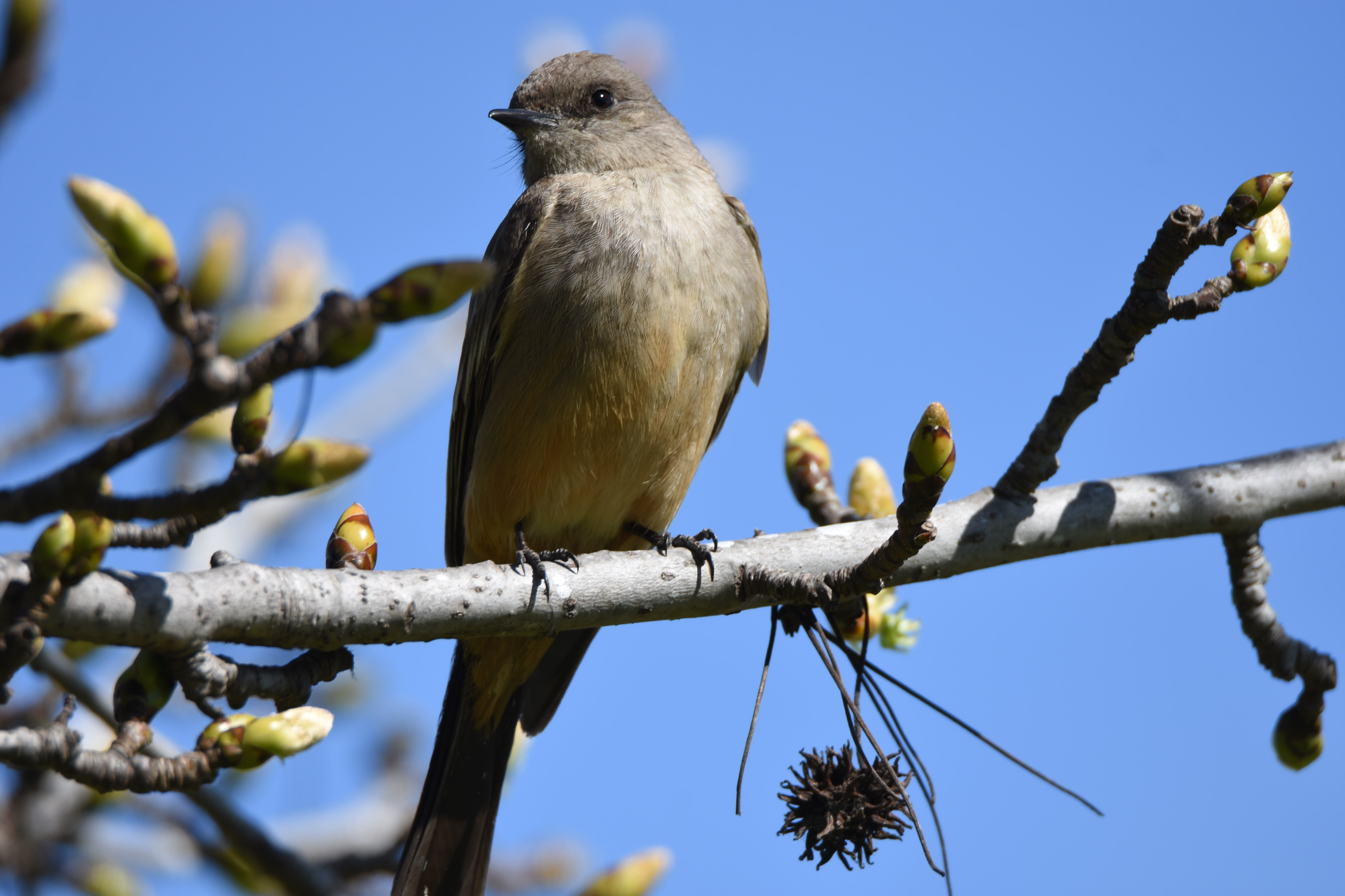 Cassin's Kingbird - Big Year Birding