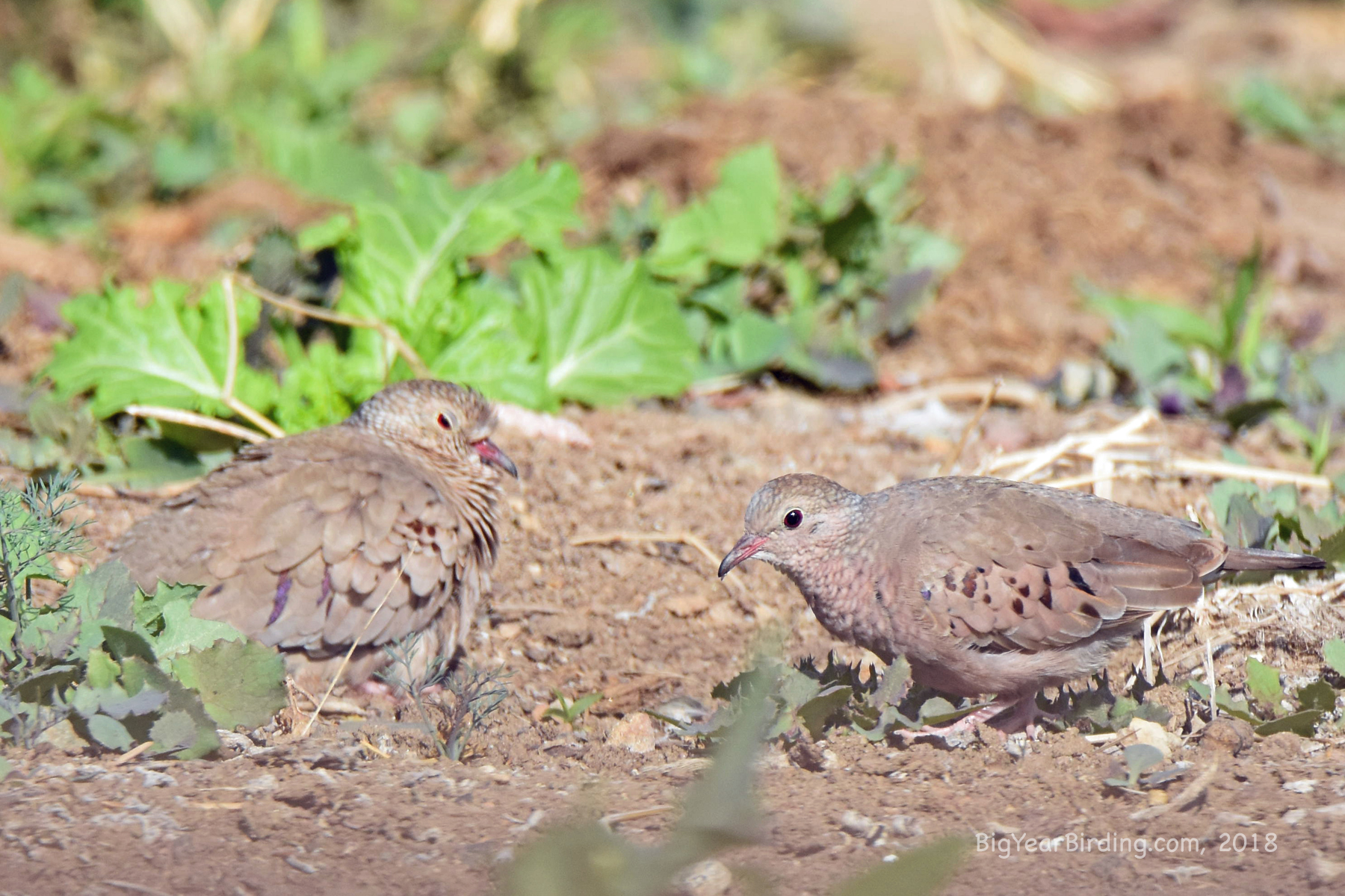 Common Ground-dove – Big Year Birding