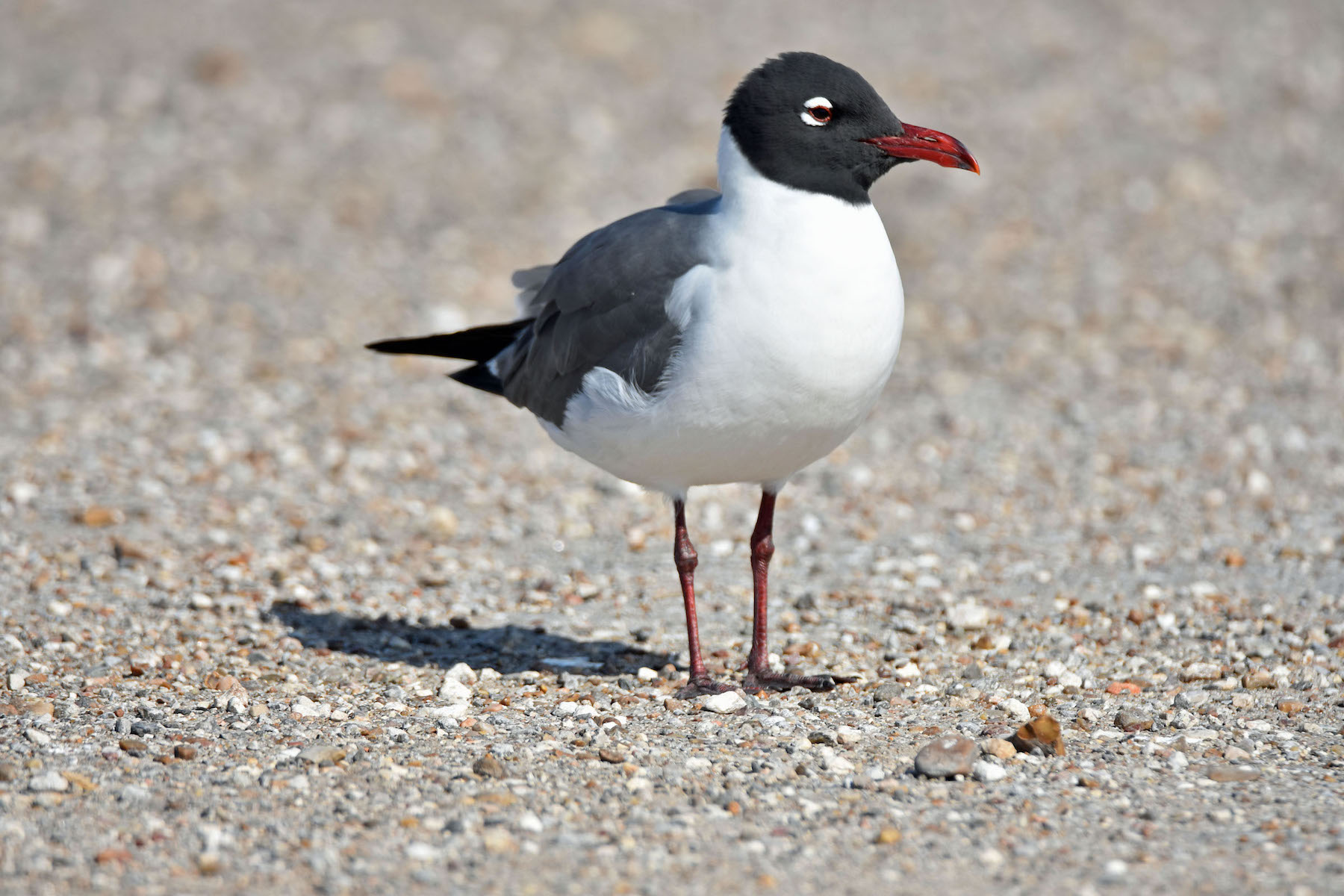 Laughing Gull - Big Year Birding