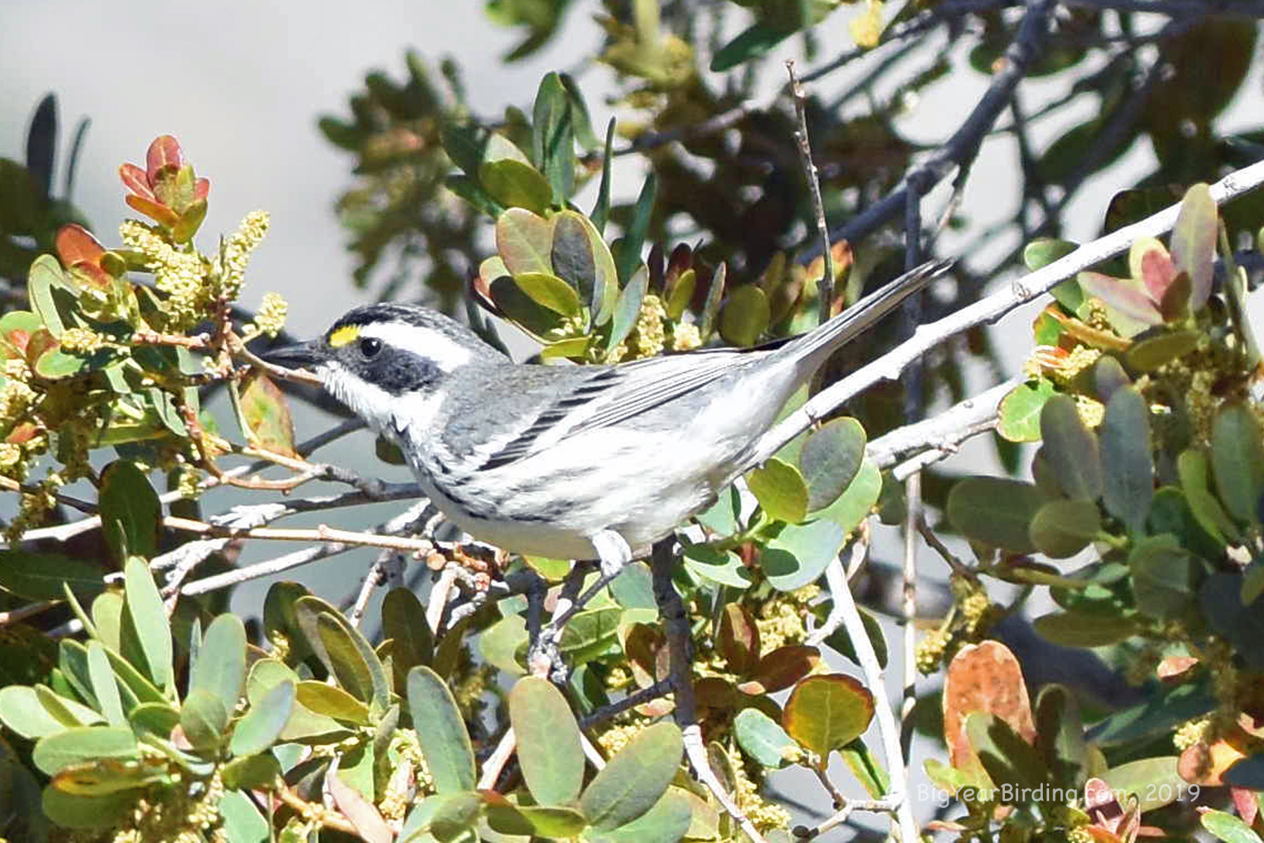 Black-throated Gray Warbler - Big Year Birding
