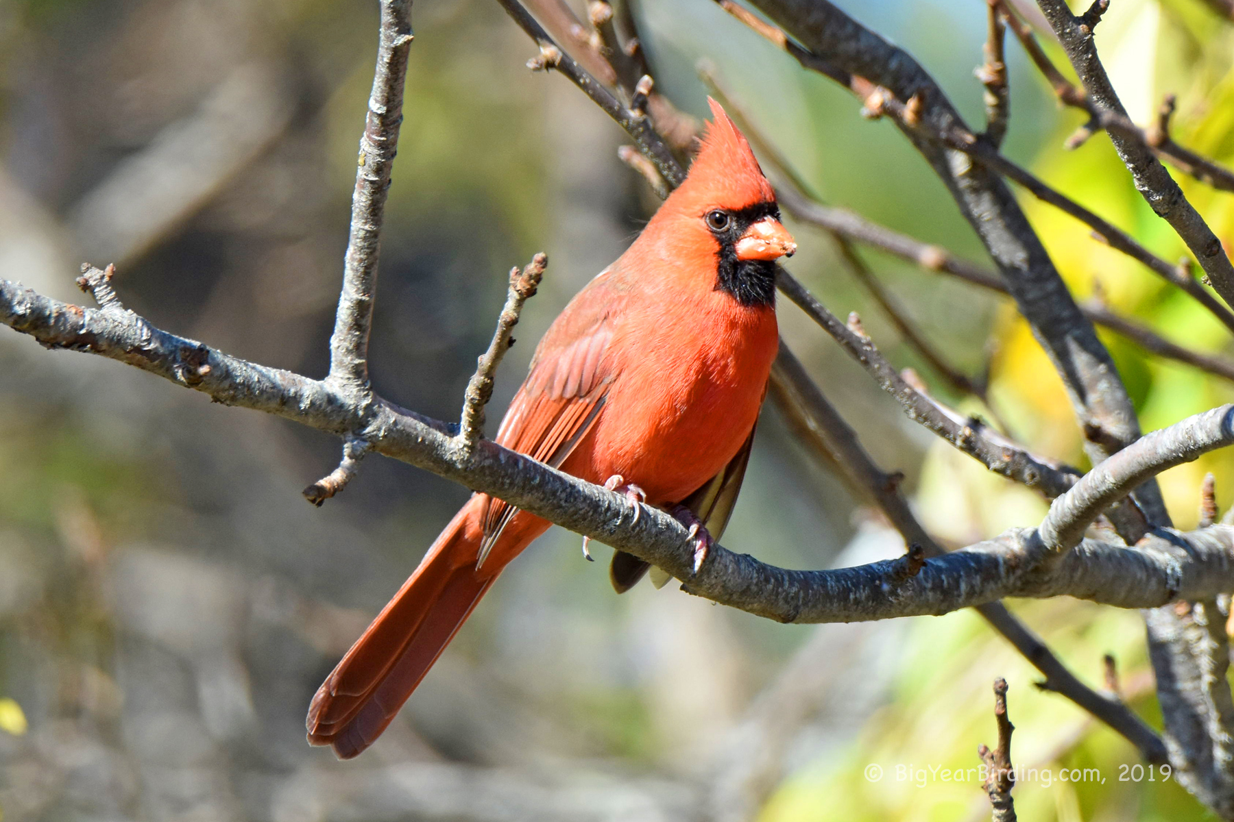 Northern Cardinal - Big Year Birding