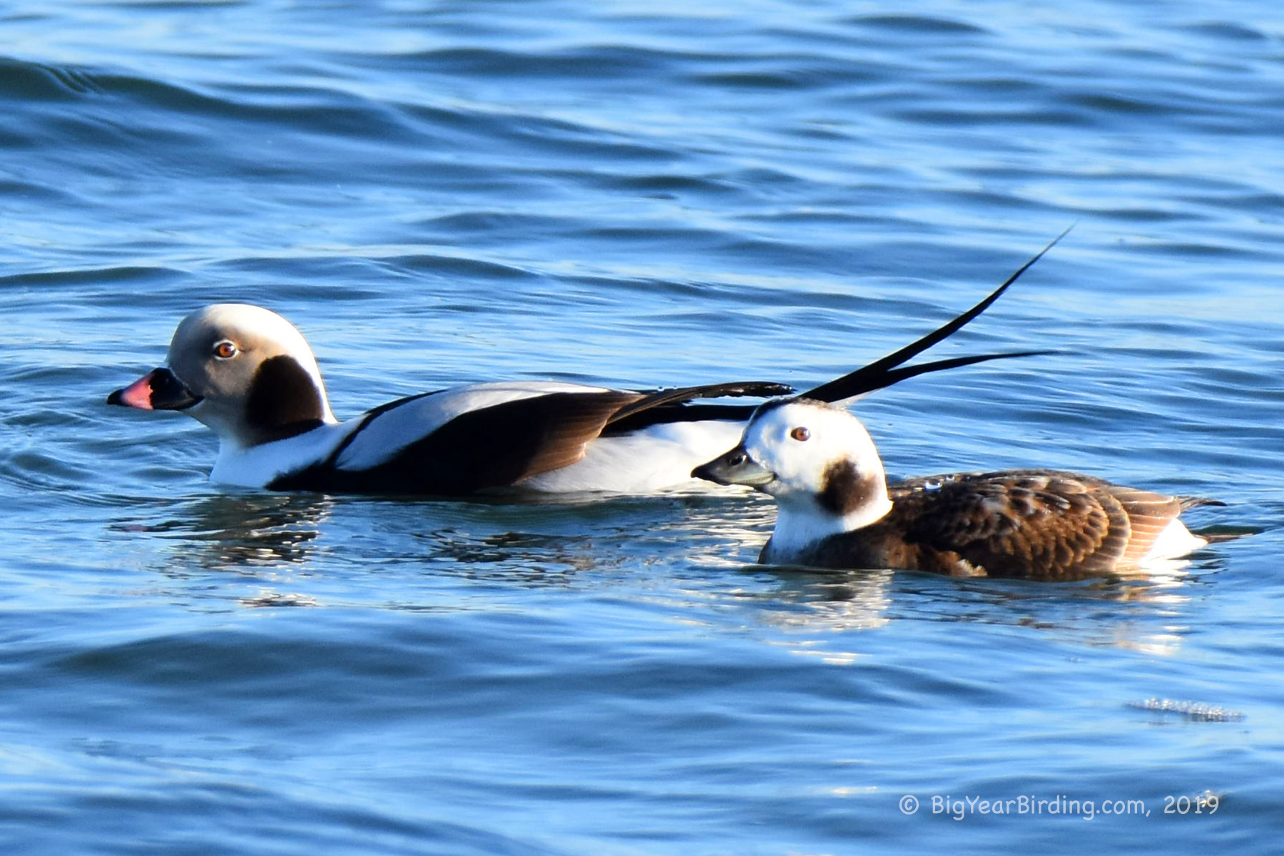 Long-tailed duck - Big Year Birding